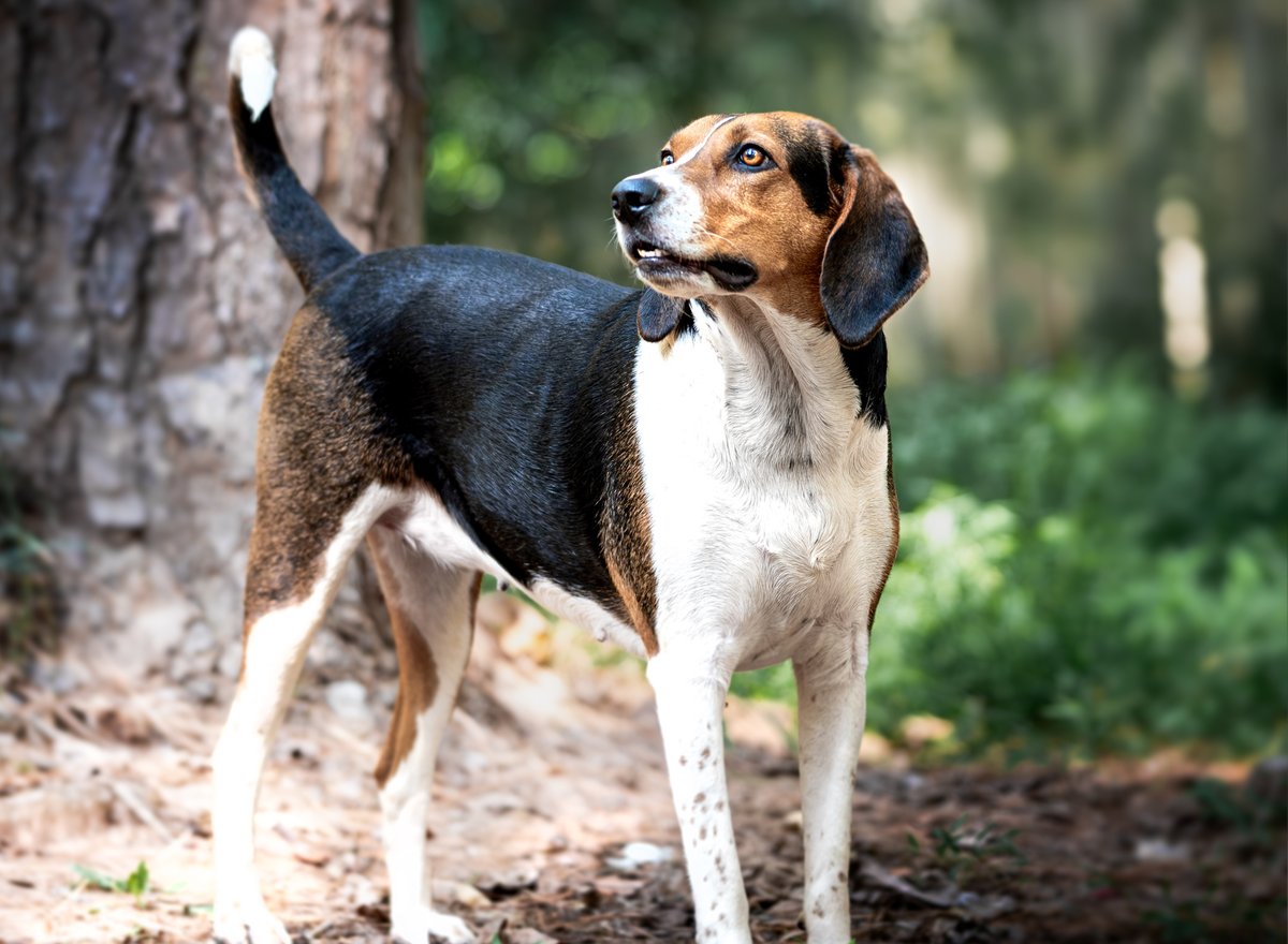 Explore the Treeing Walker Coonhound | Zoetis Petcare