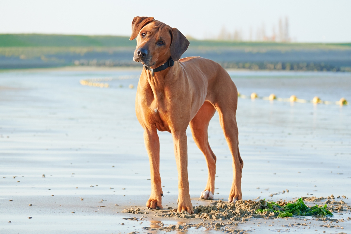 Explore the Rhodesian Ridgeback | Zoetis Petcare