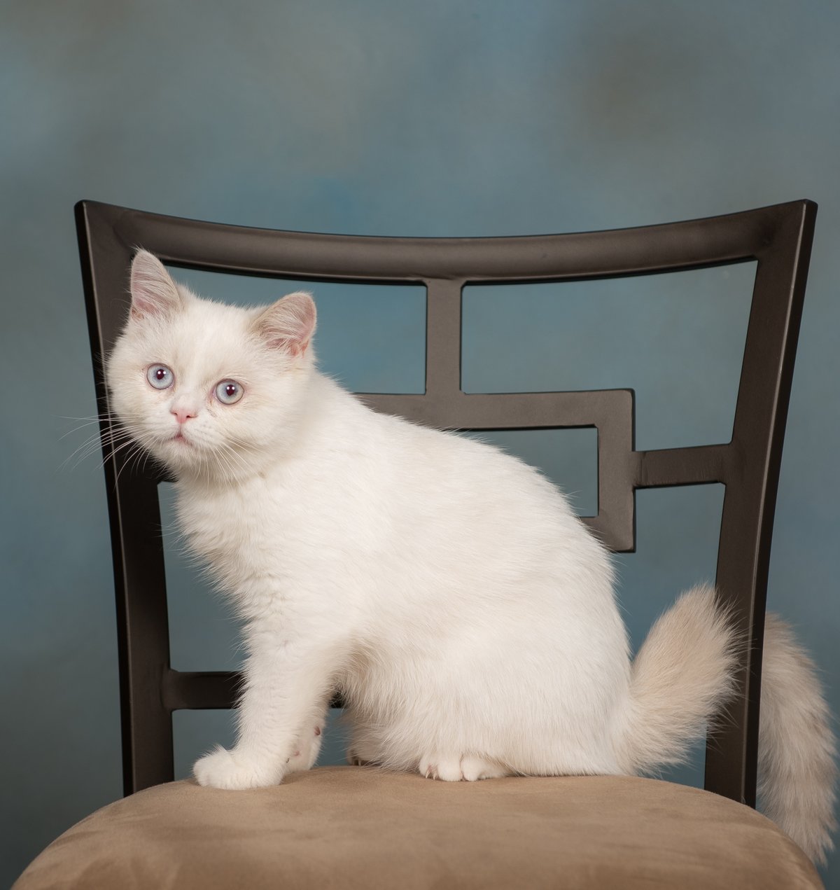 Explore the Minuet Short Hair | Zoetis Petcare