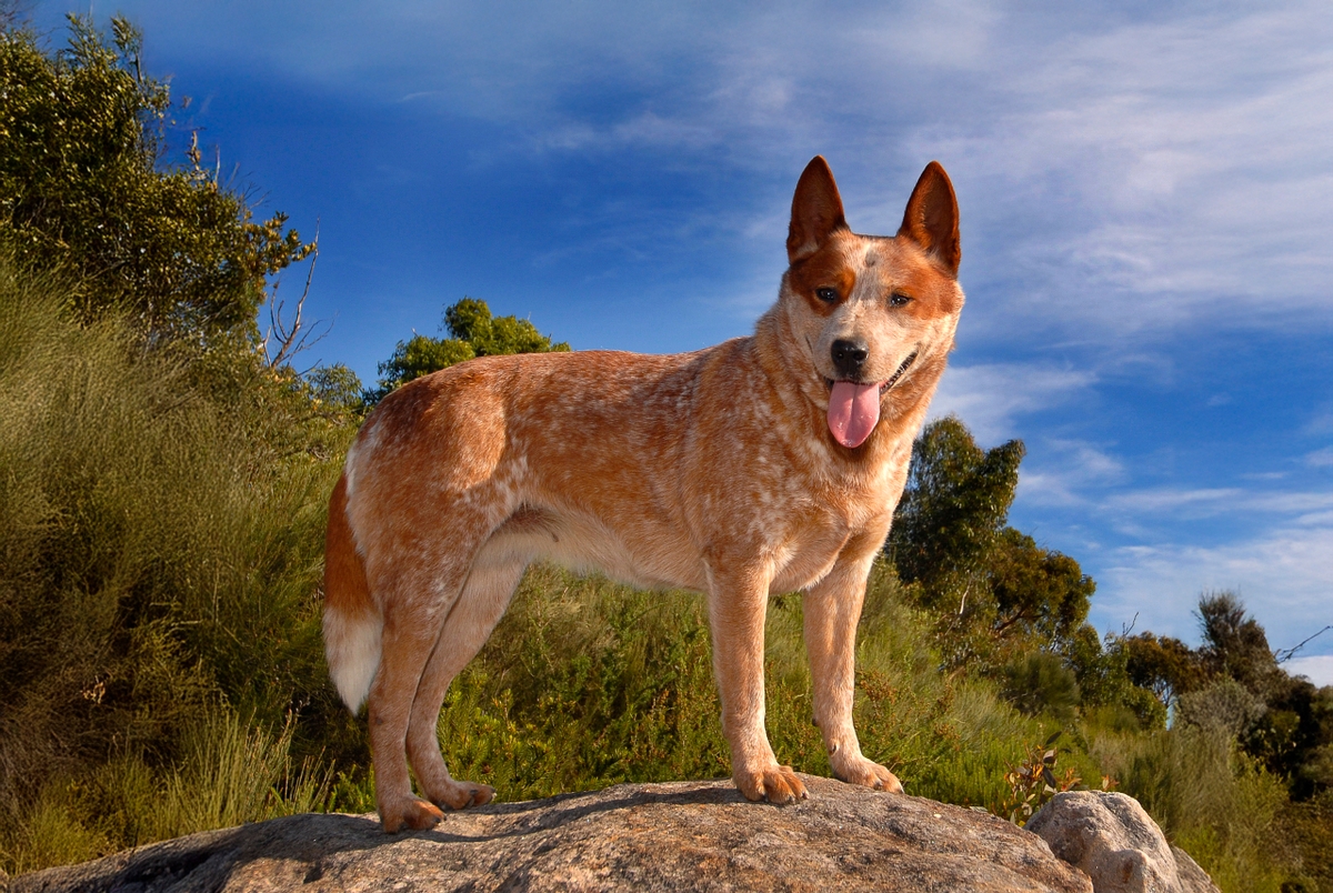 Explore the Red Heeler | Zoetis Petcare