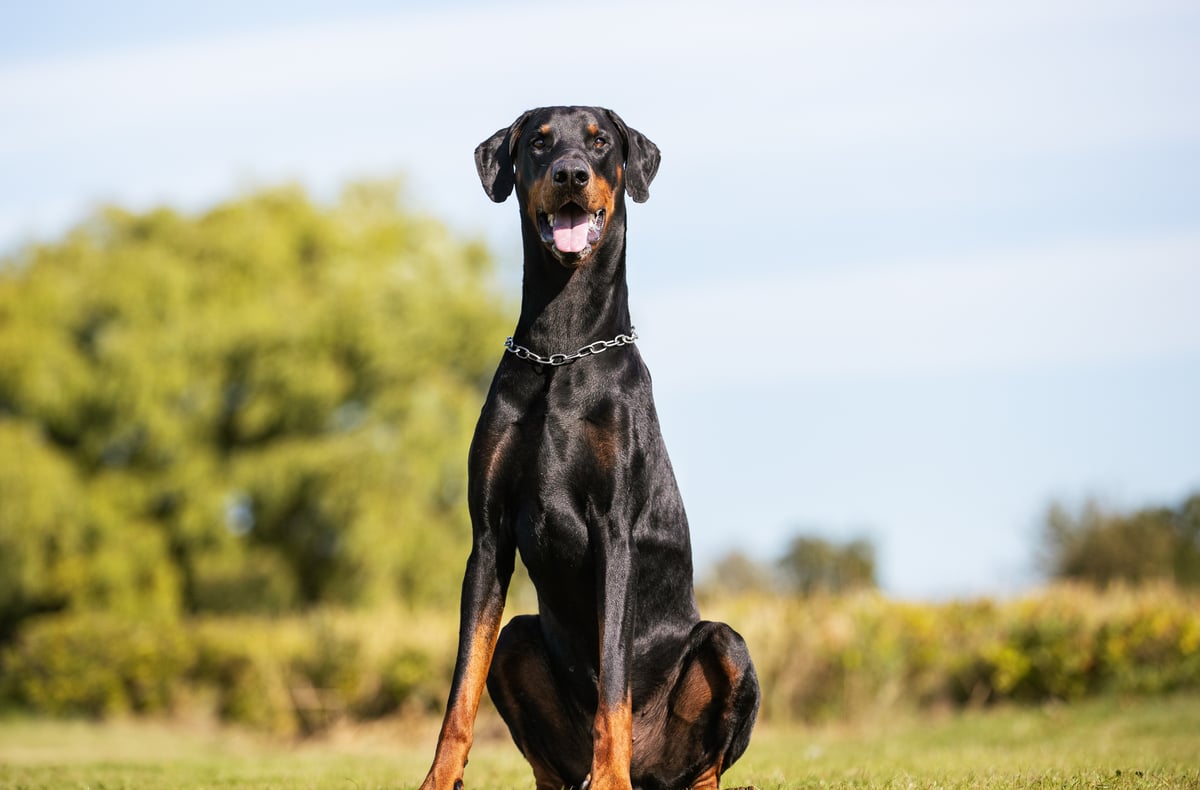 Explore the Doberman Pinscher | Zoetis Petcare