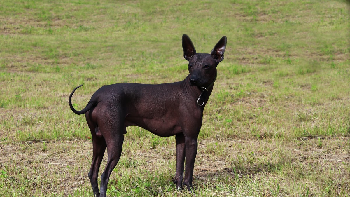 Explore the Standard Mexican Hairless Dog | Zoetis Petcare