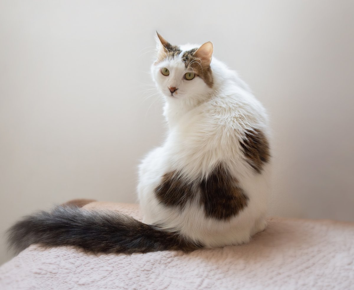 Explore the Turkish Van | Zoetis Petcare