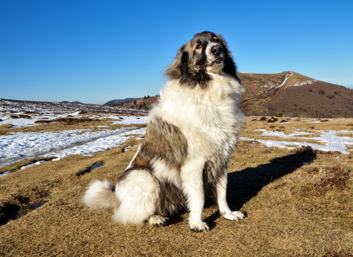 Explore the Great Pyrenees | Zoetis Petcare