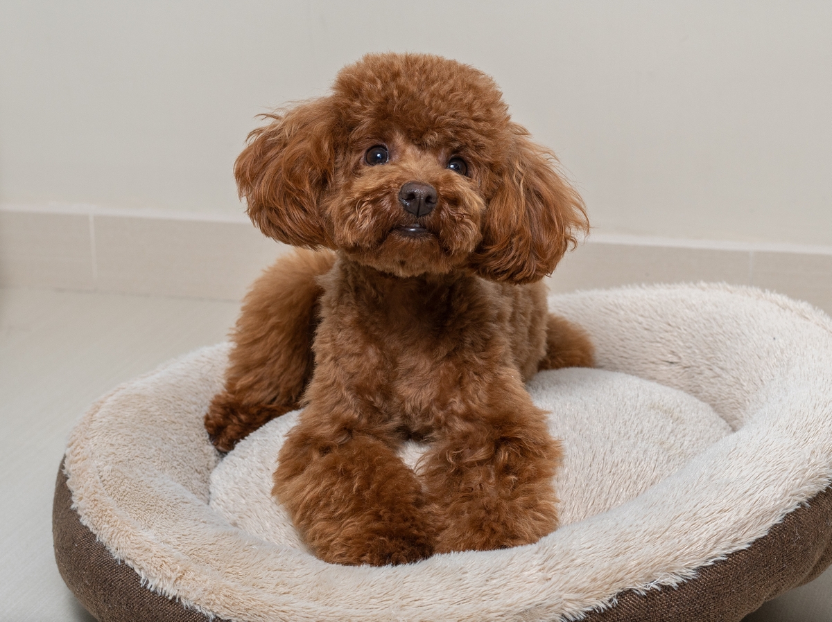 Explore the Miniature Poodle | Zoetis Petcare