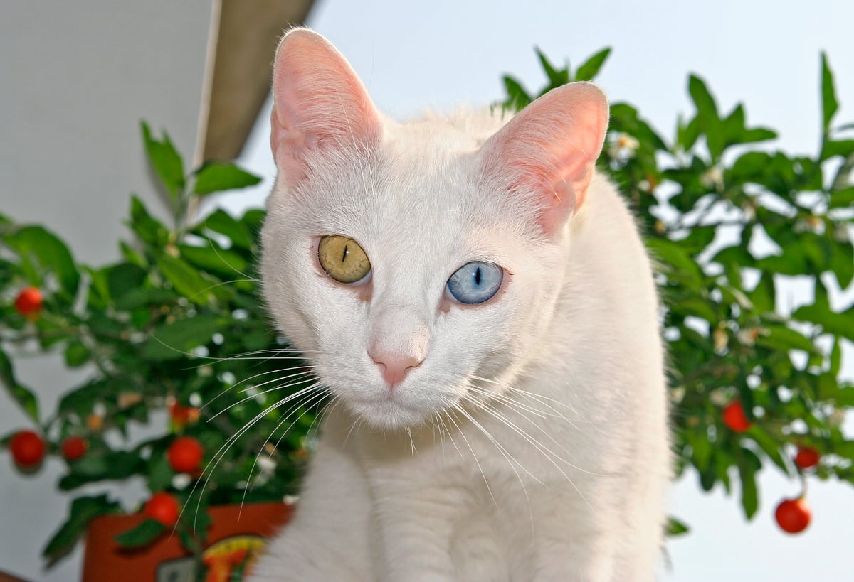 Explore the Turkish Shorthair | Zoetis Petcare