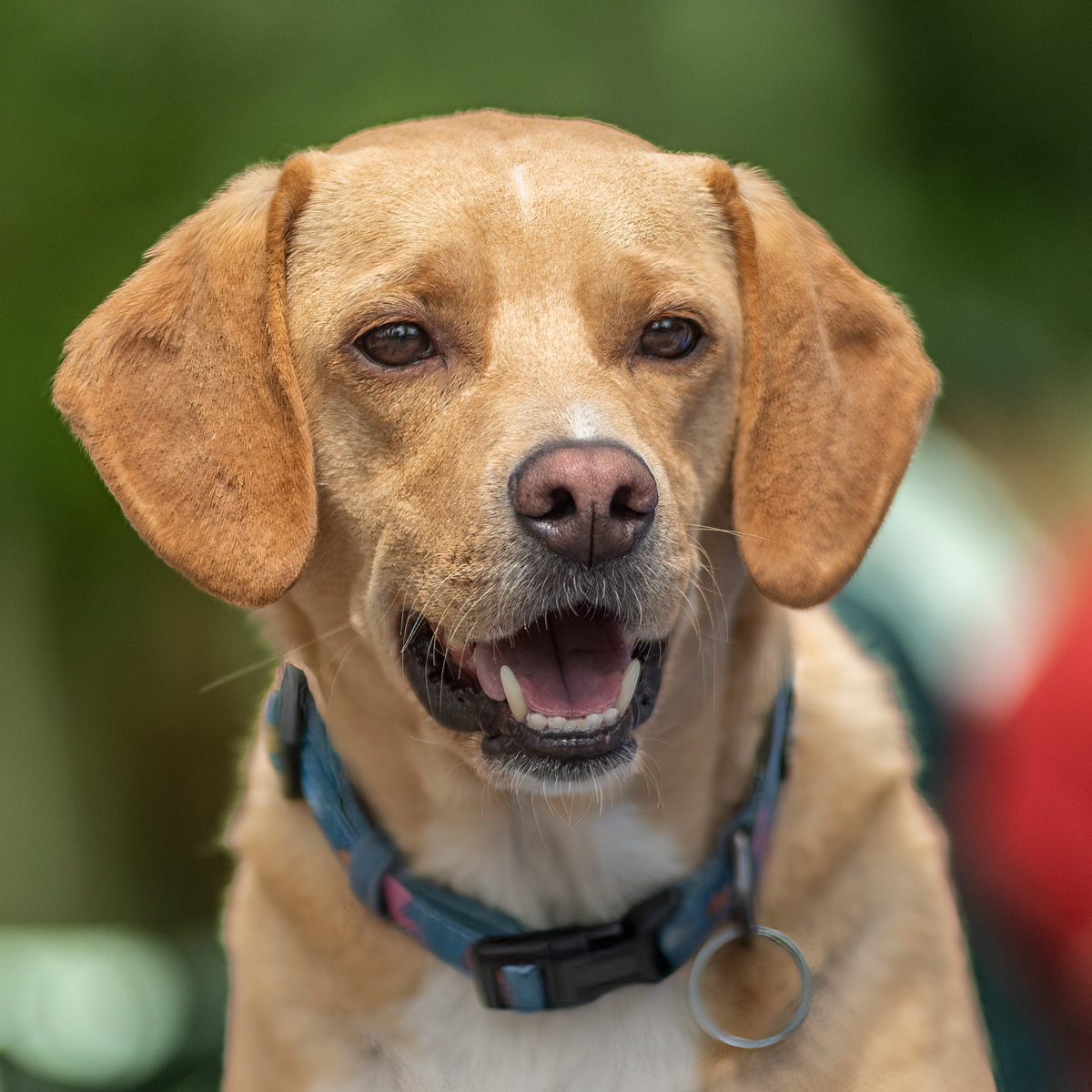 Explore the Labrador Mix | Zoetis Petcare