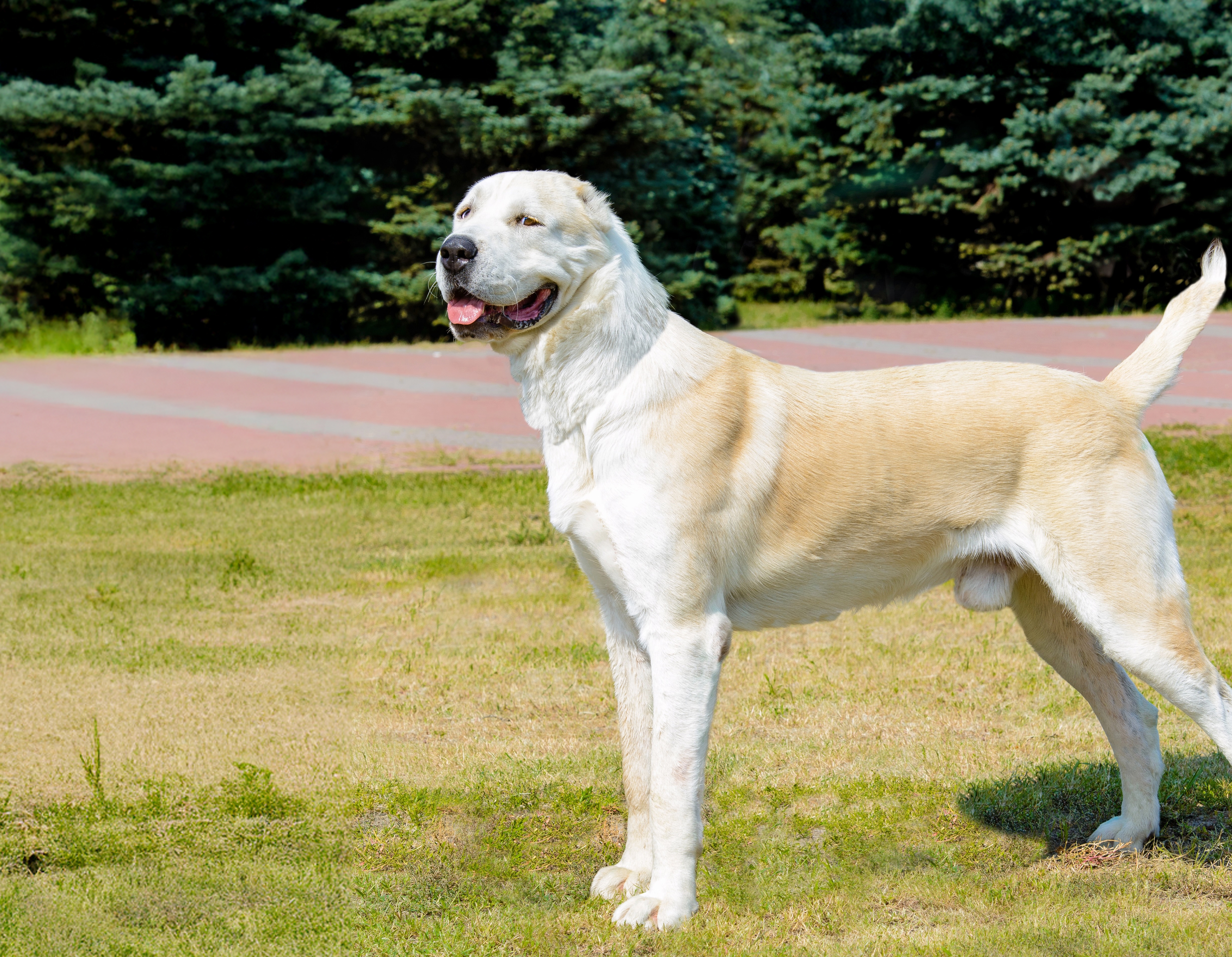 Explore the Central Asian Ovcharka | Zoetis Petcare