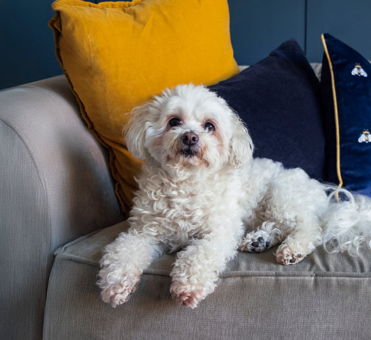 Explore the Shih Tzu Poodle | Zoetis Petcare