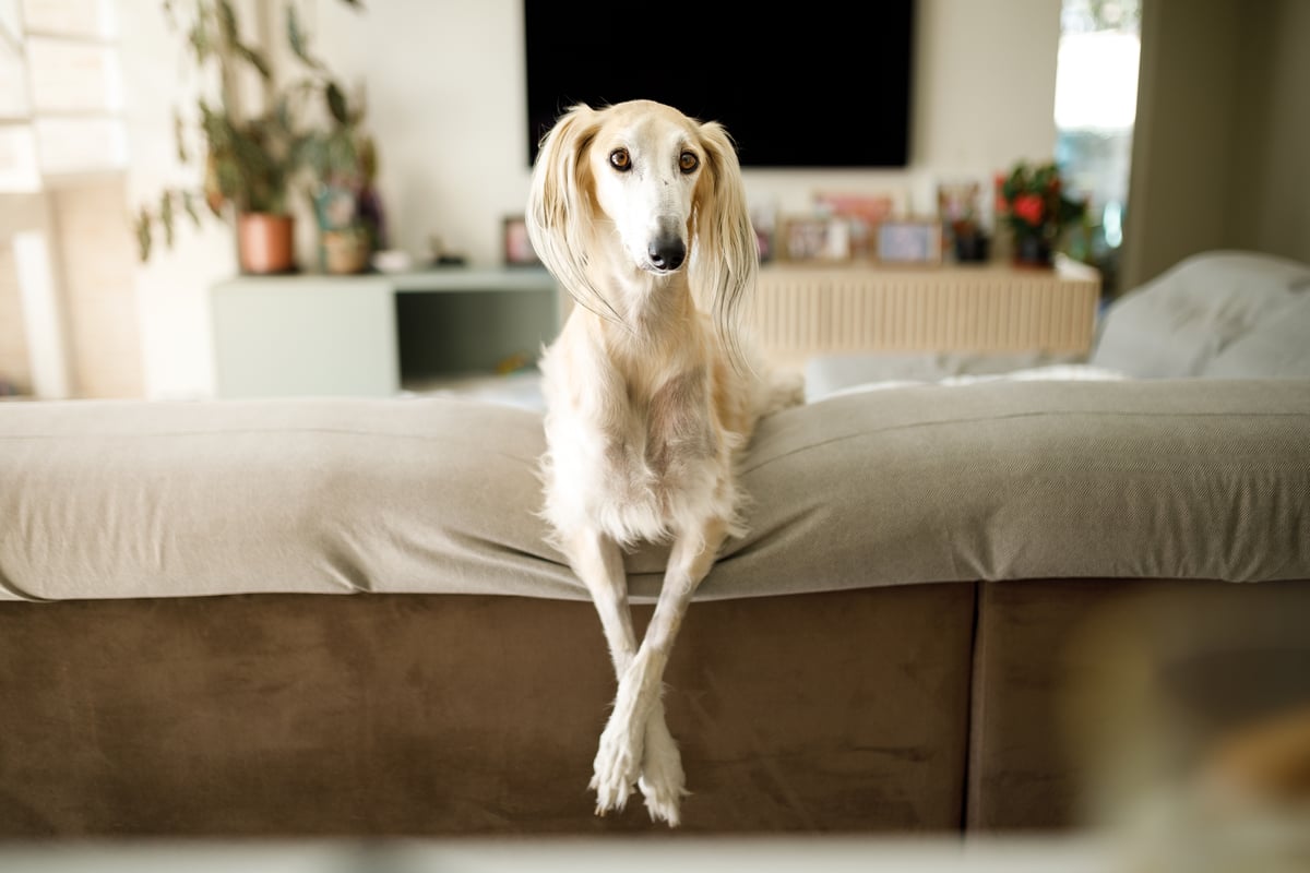 Explore the Saluki | Zoetis Petcare