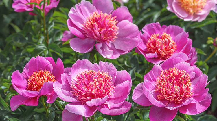 Japanese Flowers: Cultural Significance & Meaning | Petal Talk