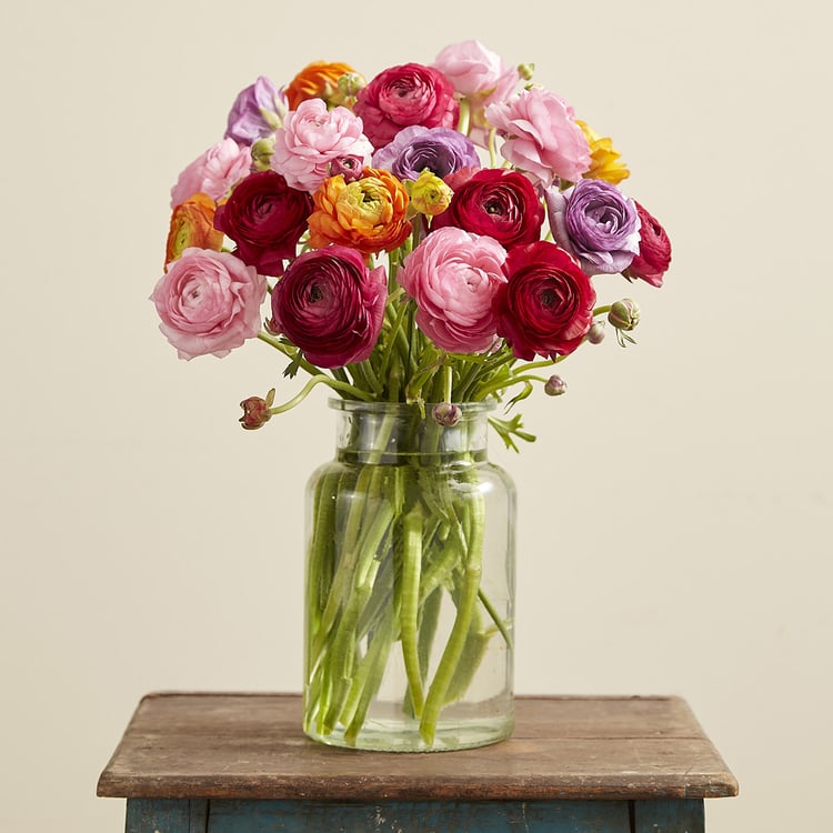 Ranunculus Flower Facts | Petal Talk