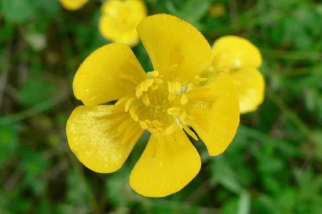 Irish Flowers You Should Know for St. Patrick's Day | Petal Talk