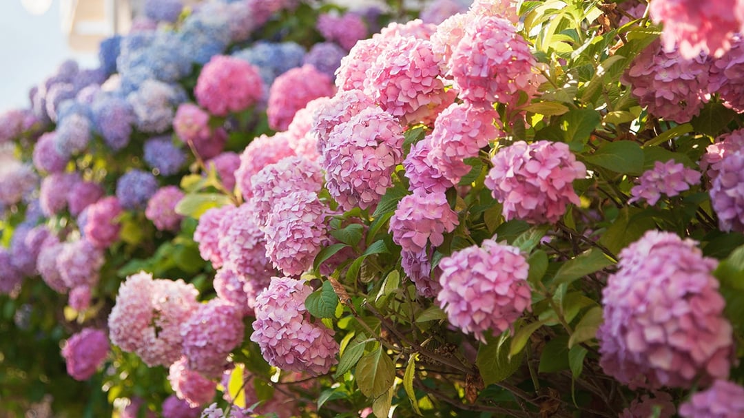 6 Kinds of Hydrangeas & Hydrangea Care Tips | Petal Talk