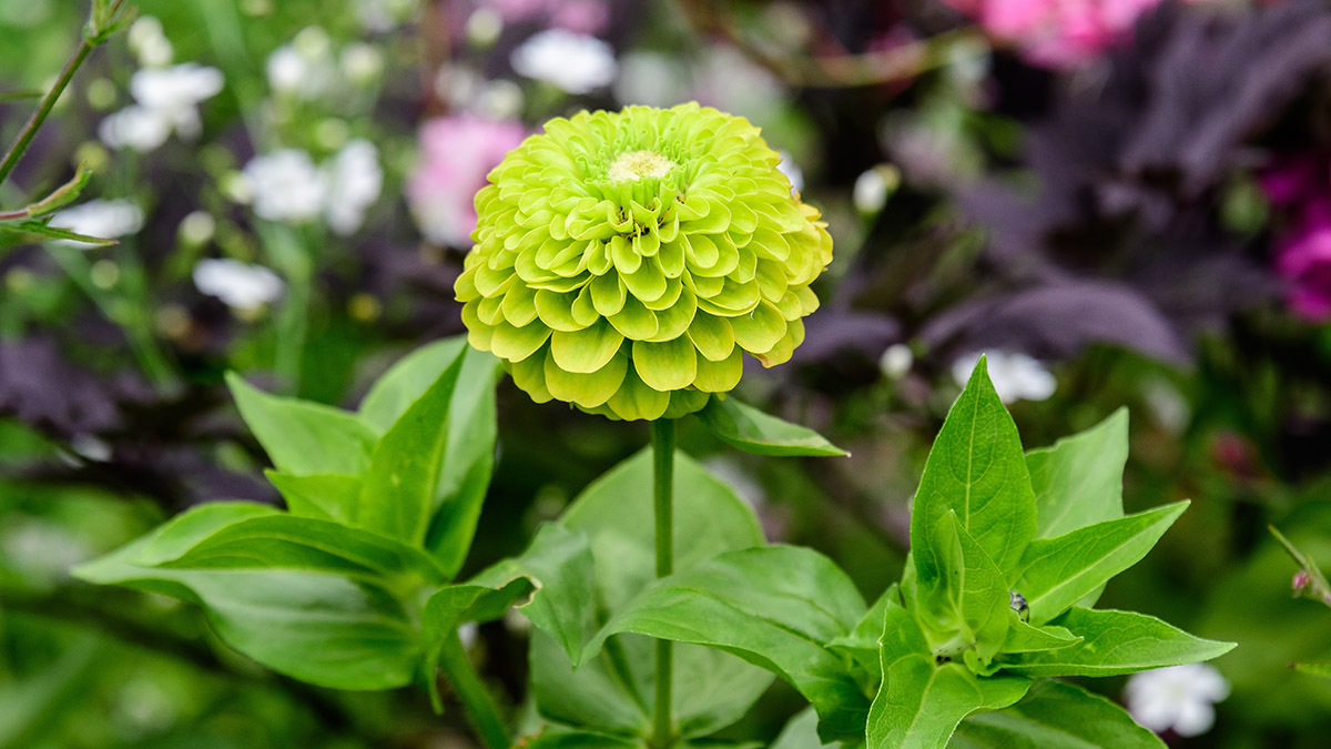 20 Types of Green Flowers | Petal Talk