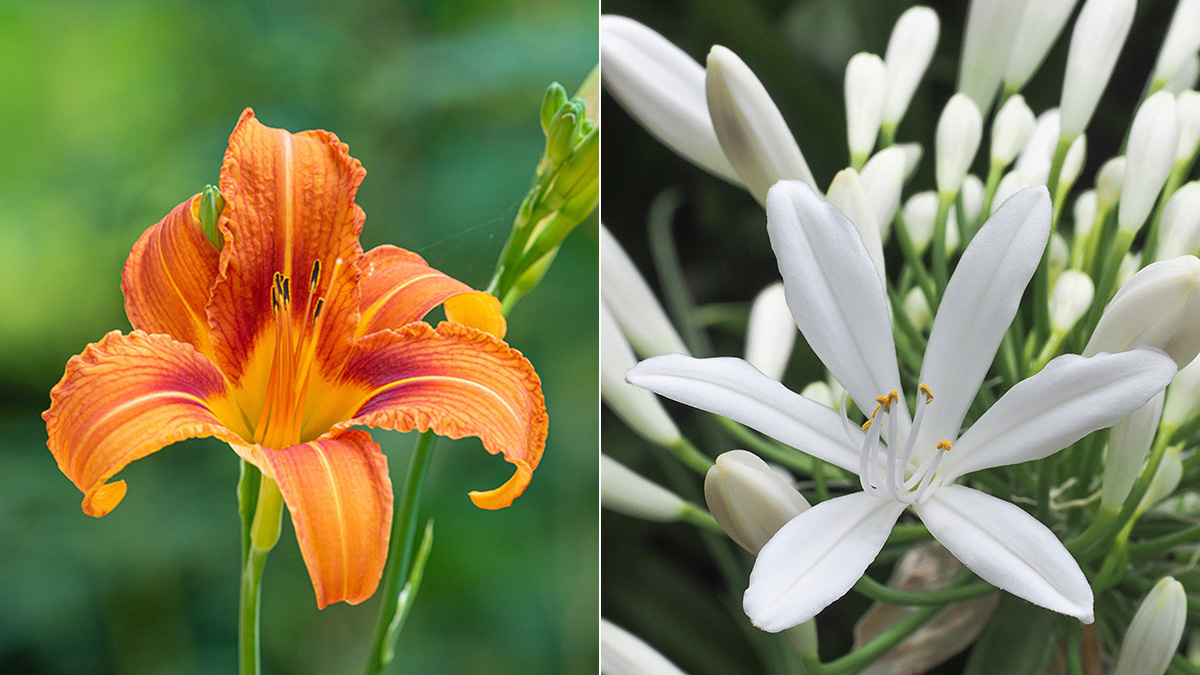 9 Types of Lilies | Petal Talk