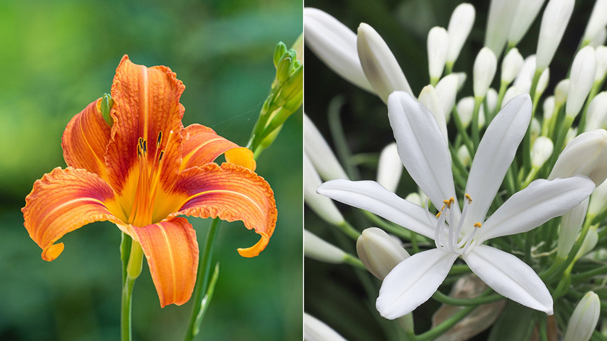 9 Types of Lilies | Petal Talk