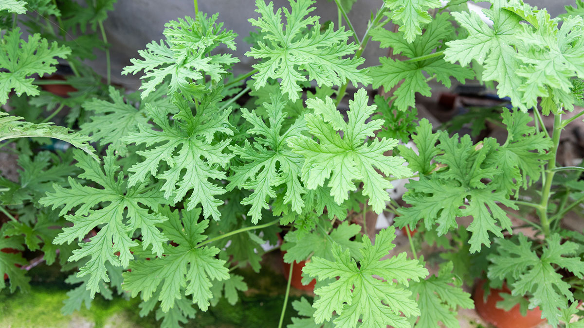 Natural mosquito repellent plants store