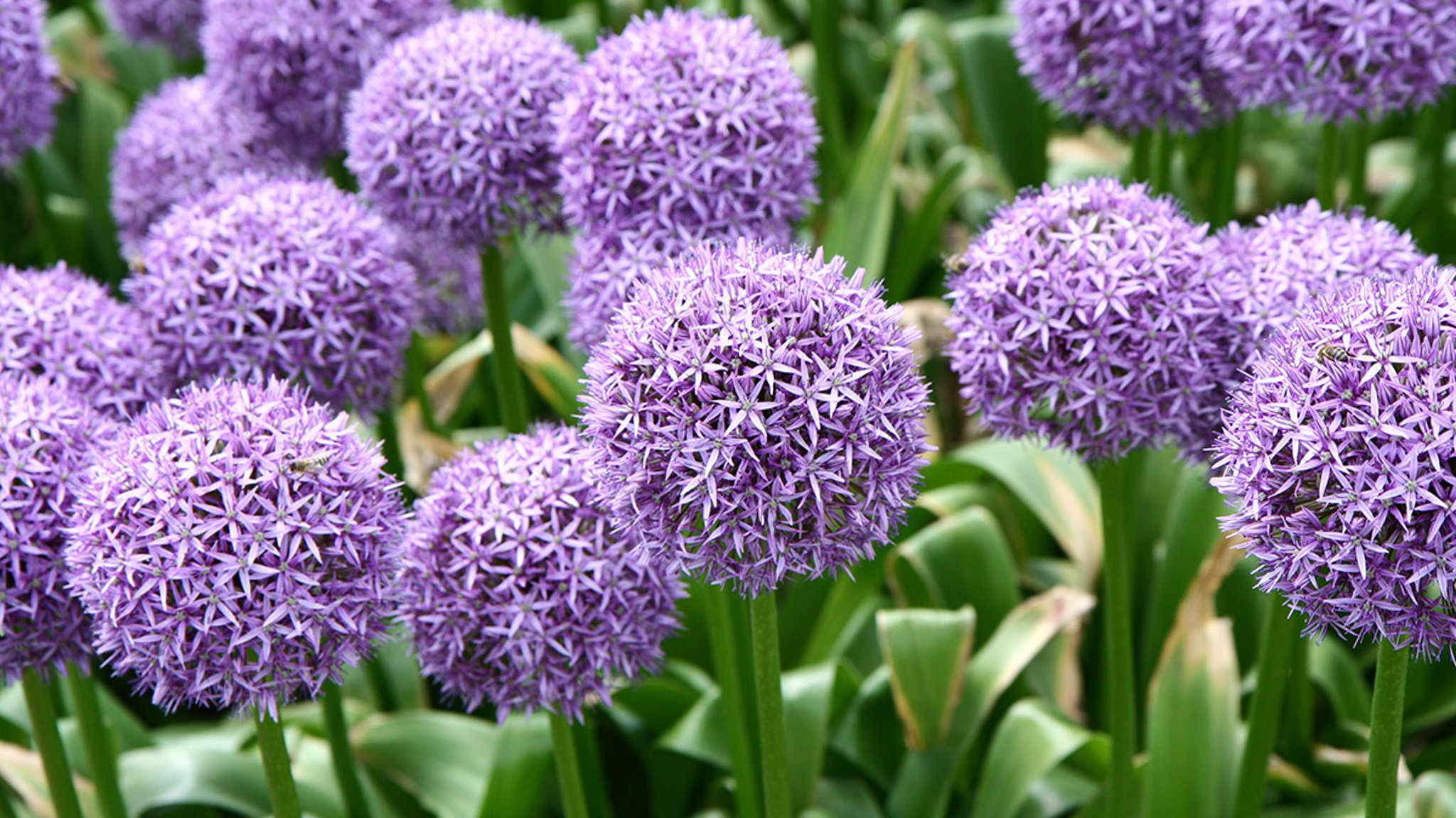 Types of Purple Flowers + Pictures & Descriptions | Petal Talk