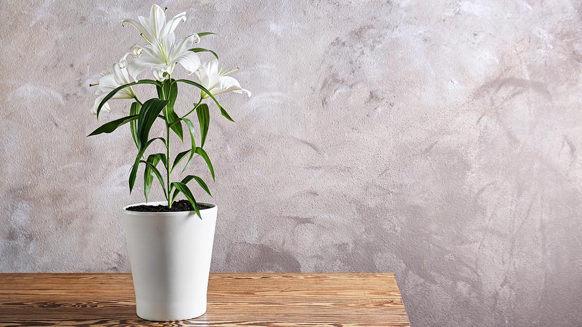 Easter lily care store