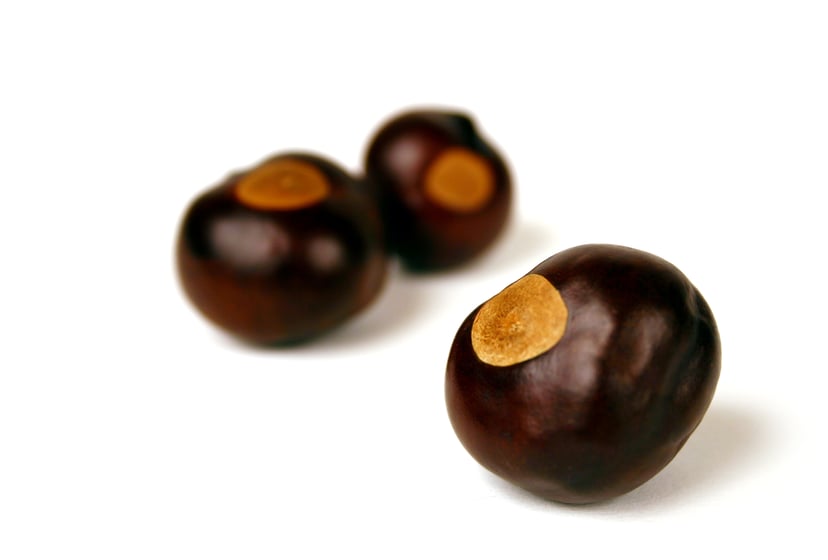 What Is a Buckeye? | Cheryl's Cookies