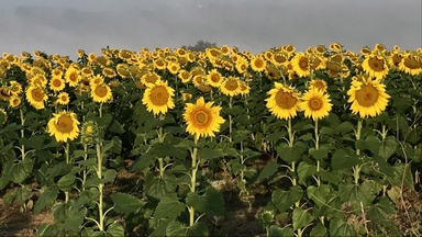 Sunflower Meaning and Symbolism | Petal Talk