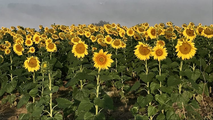Sunflower Meaning and Symbolism | Petal Talk
