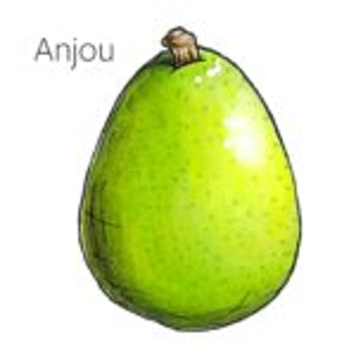Types of Pears & Other Pear Facts | The Table by Harry & David