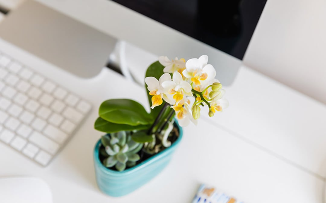 7 Best Office Plants for Your Desk | Petal Talk