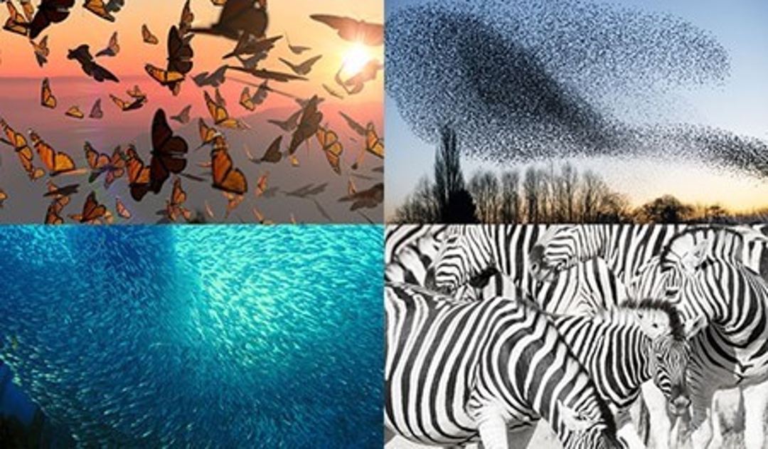 Gaggles, Prides & Schools: Largest Animal Gatherings | Vital Choice