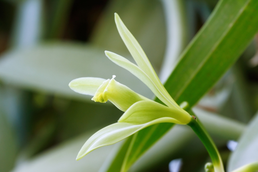 Vanilla Orchid | Vanilla Bean Plant | Petal Talk