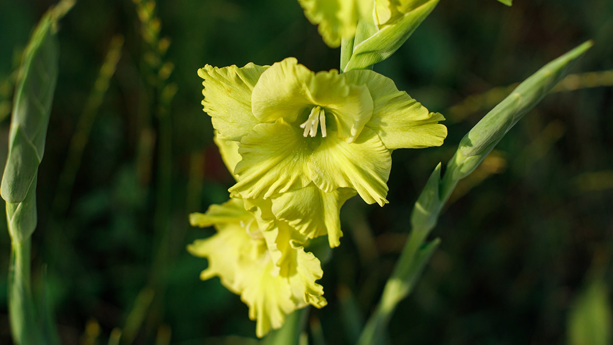 20 Types of Green Flowers | Petal Talk