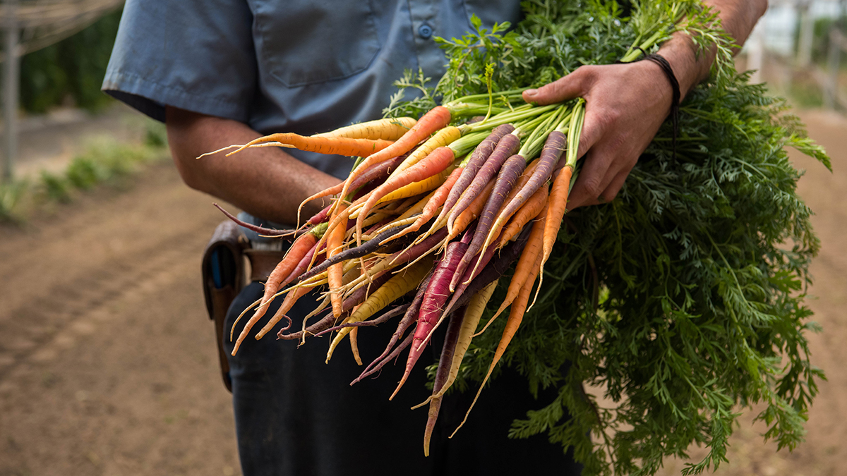 Carrots: A Magical Guide | The Table by Harry & David