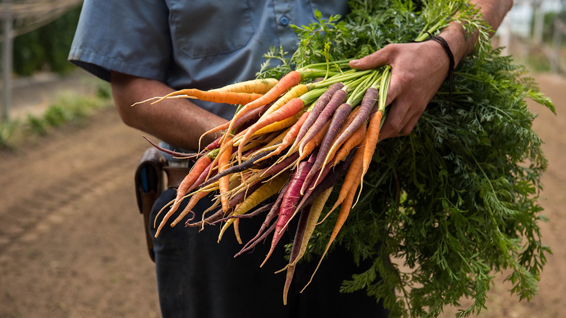Carrots: A Magical Guide | The Table by Harry & David