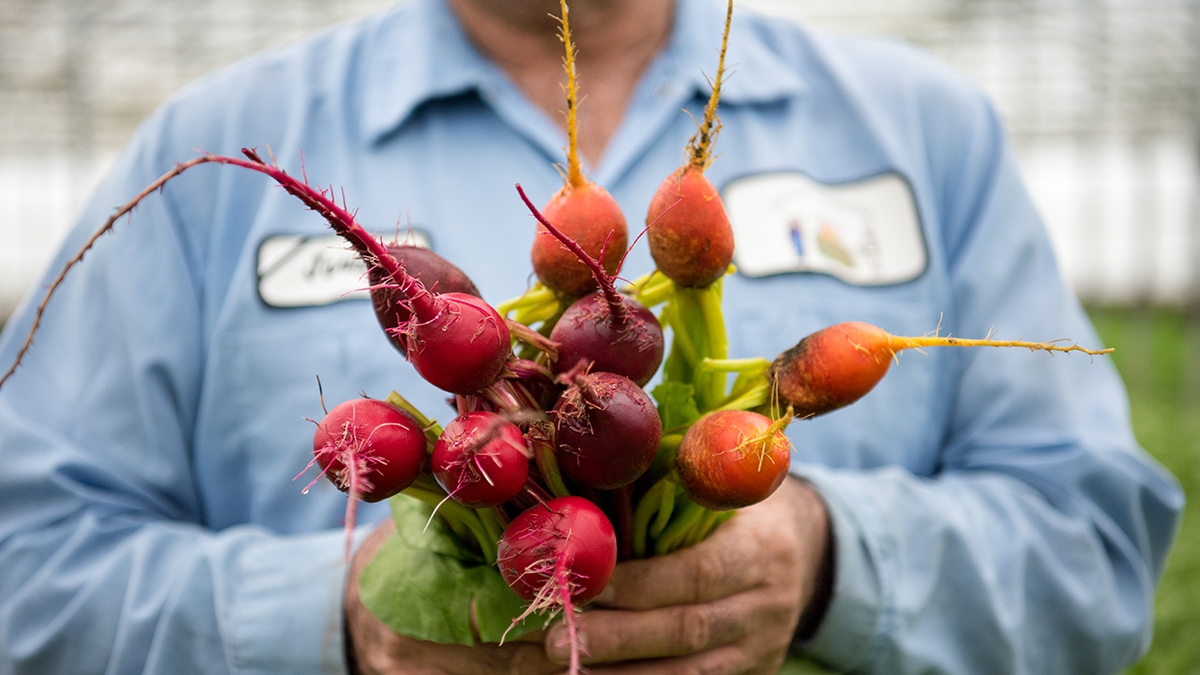Candy Cane Beets: A Short Guide | The Table by Harry & David