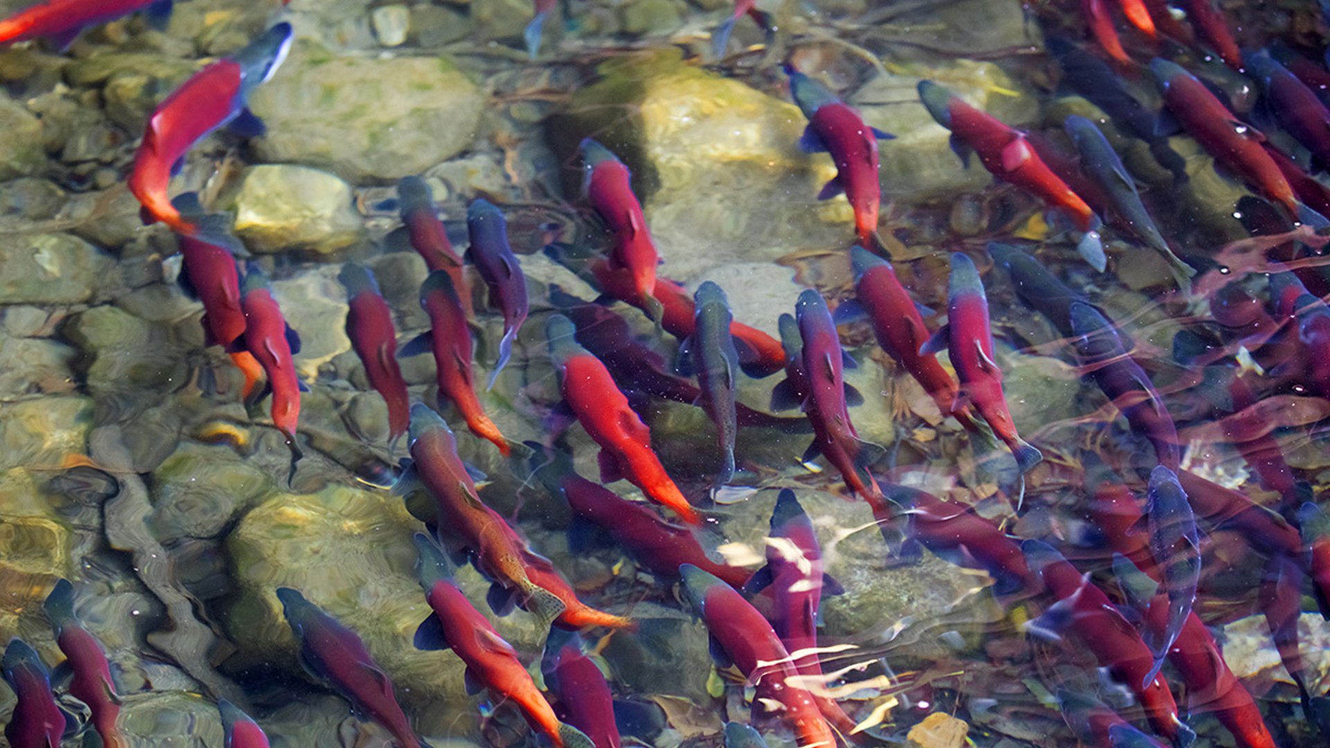 Why Do Salmon Swim Upstream | Vital Choice