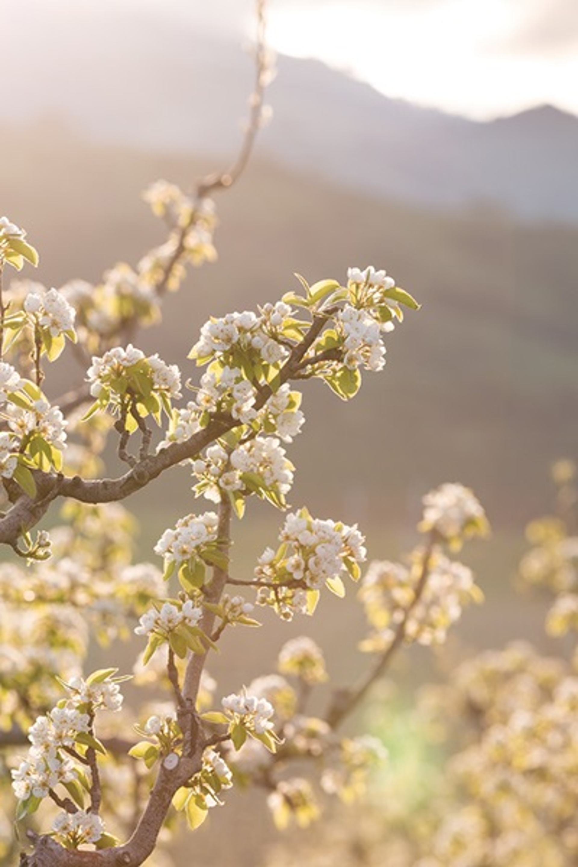Flowering Pear Trees of Spring | The Table by Harry & David