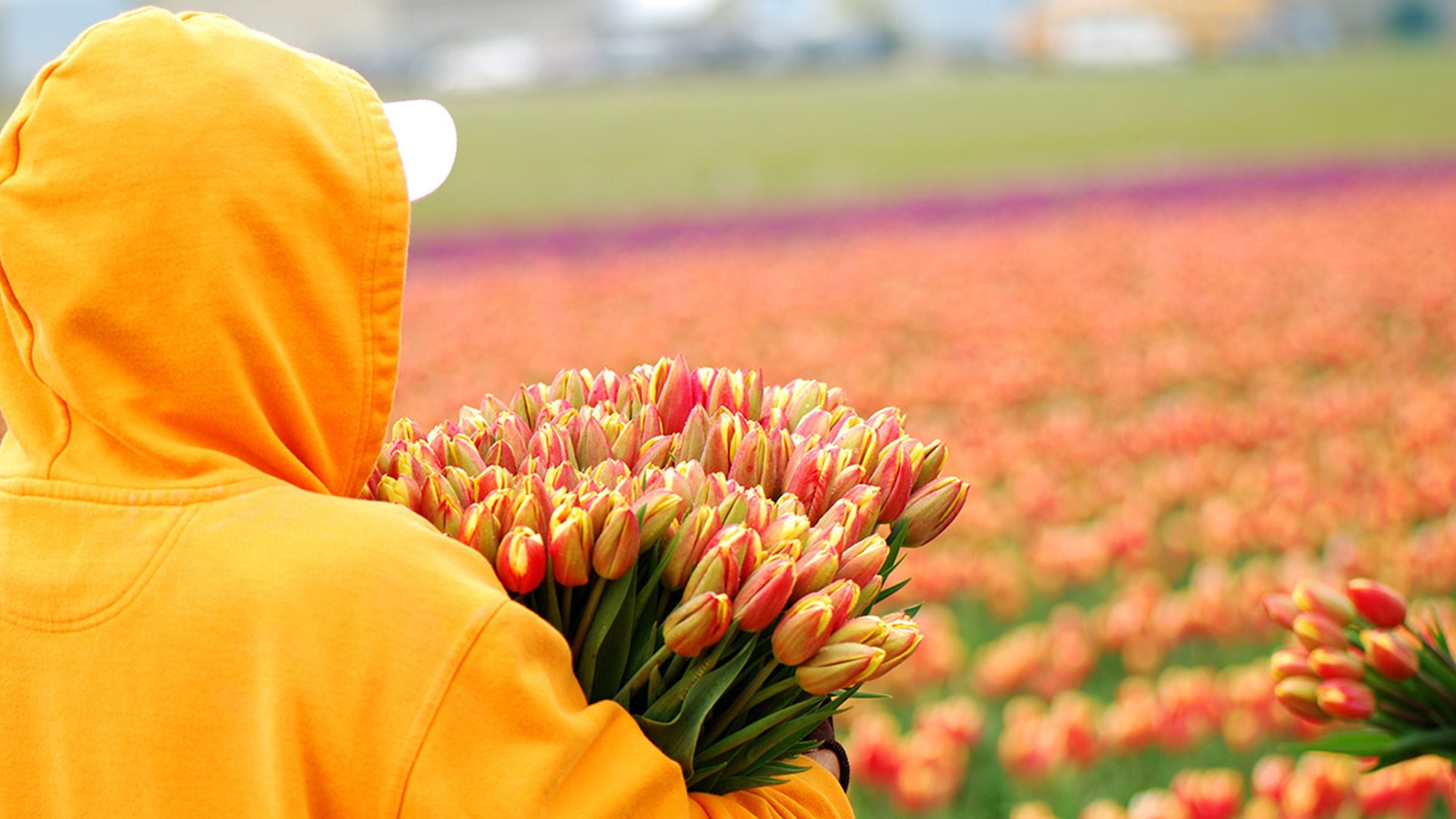 The Journey of Tulips at 1-800-Flowers.com | Petal Talk