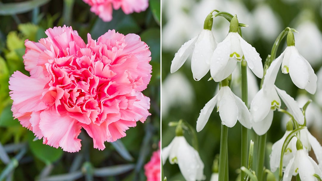 June Birth Flowers: The Rose and Honeysuckle | Petal Talk