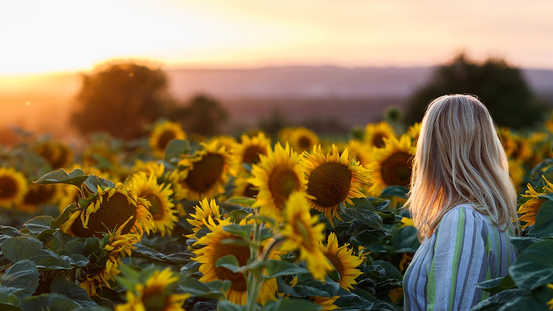 Sunflower Meaning and Symbolism | Petal Talk