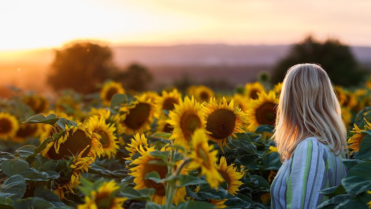 Sunflower Meaning and Symbolism | Petal Talk
