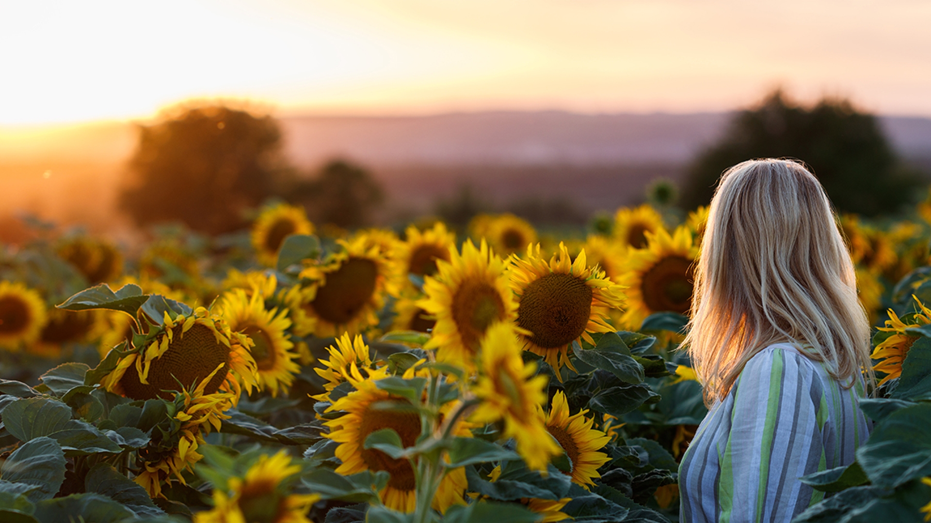 Sunflower Meaning and Symbolism | Petal Talk