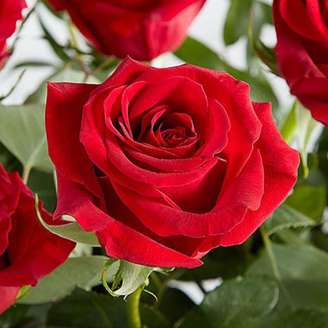 The Most Beautiful Flowers in the World | Petal Talk