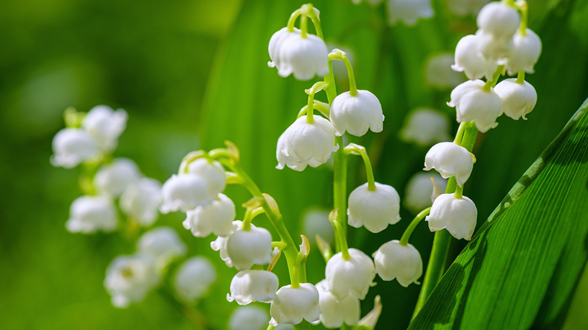 25 Types of White Flowers | Petal Talk
