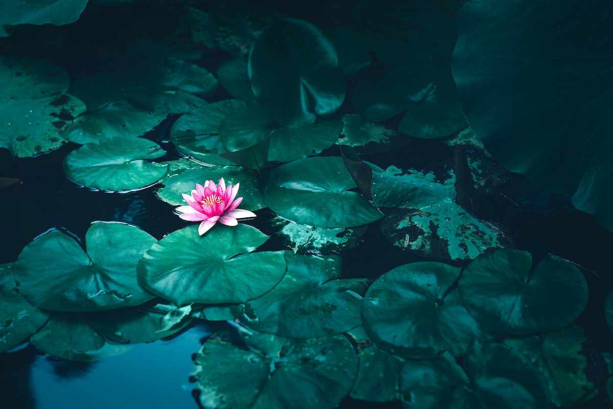 Flowers That Symbolize Strength | Petal Talk