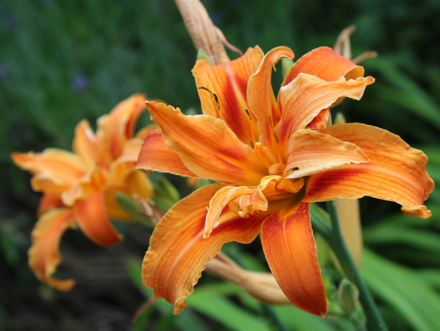 Now Blooming: Double Bloom Lily | 1800Flowers Petal Talk