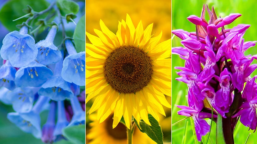 The Meaning of Spring | Origin of Spring | Petal Talk