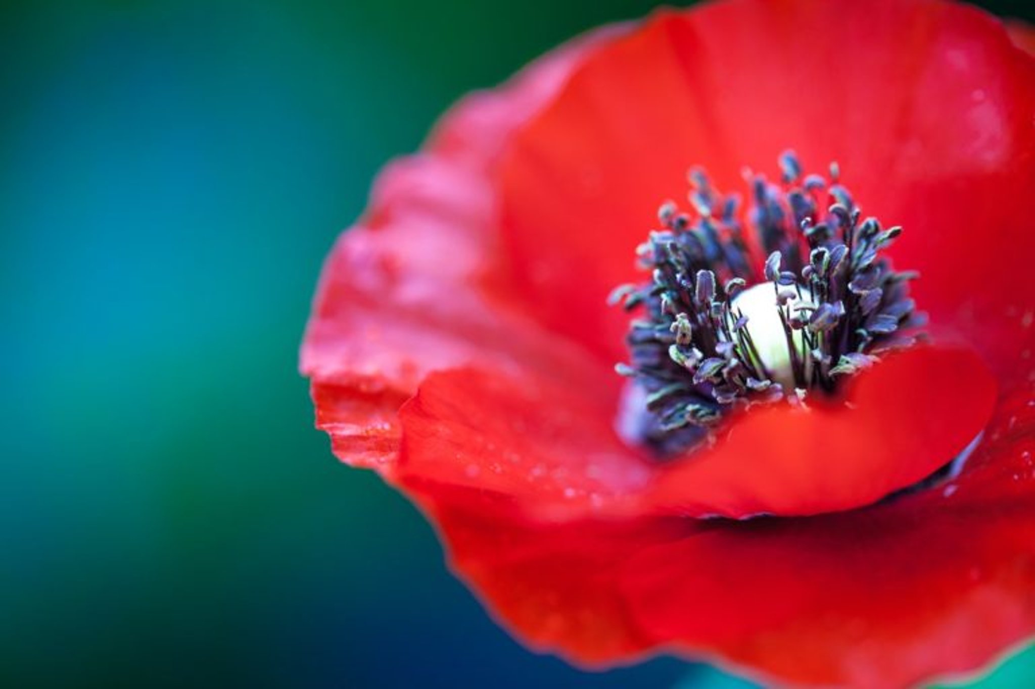 Irish Flowers You Should Know for St. Patrick's Day | Petal Talk