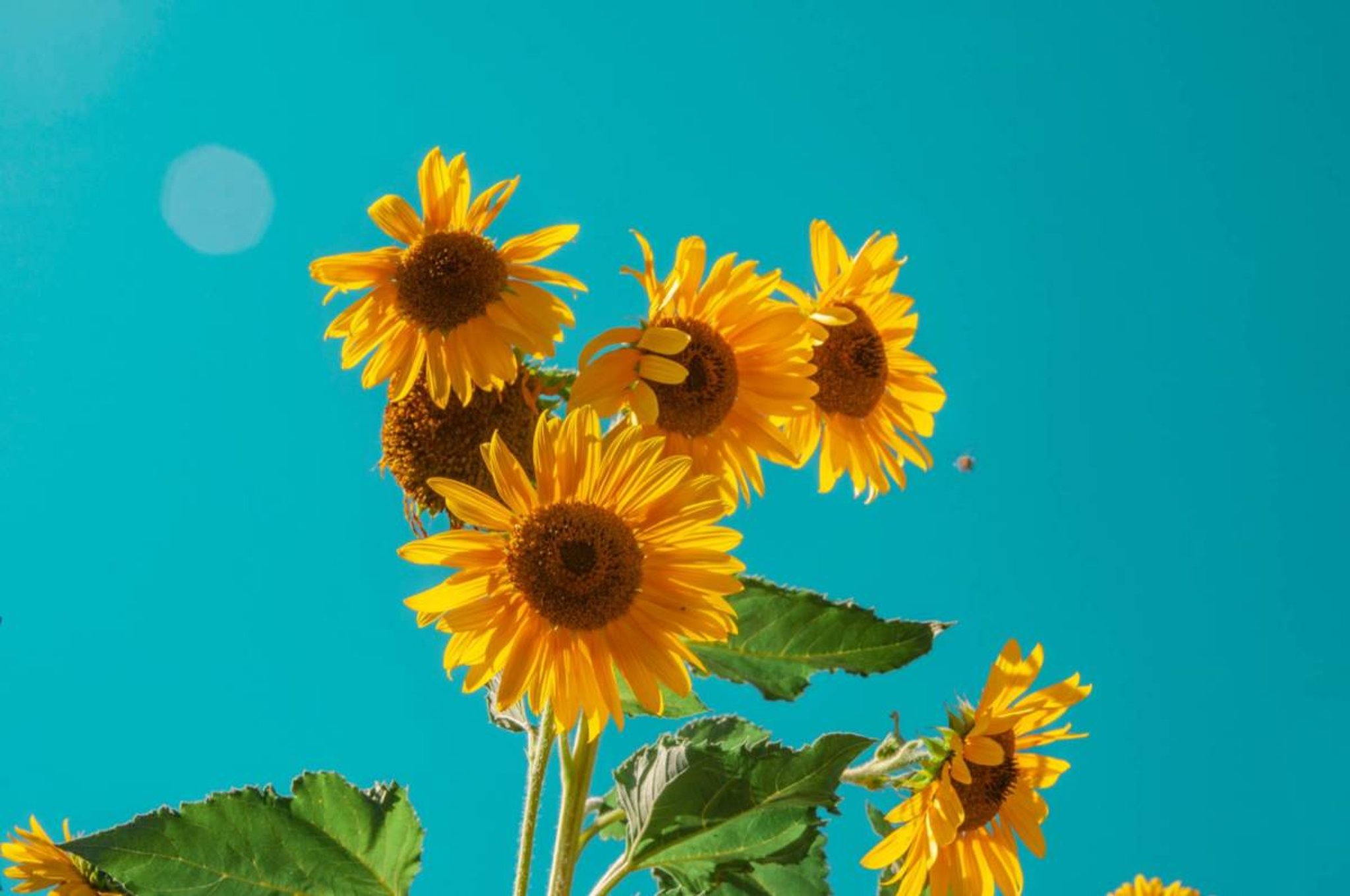 Life Cycle of a Sunflower | Petal Talk