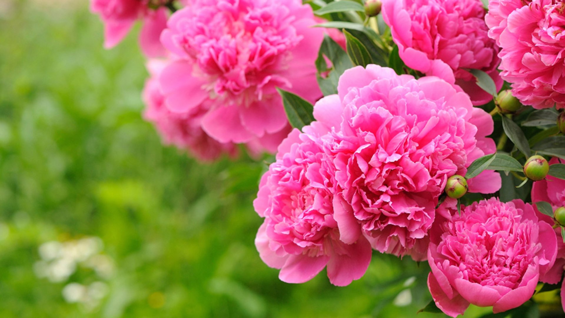 25 Types of Pink Flowers | Petal Talk